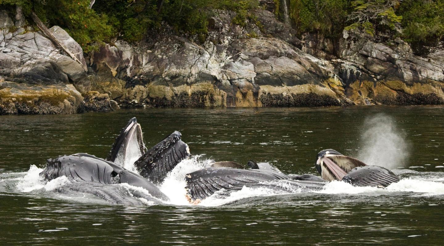 Here are our top 10 facts about whales | WWF