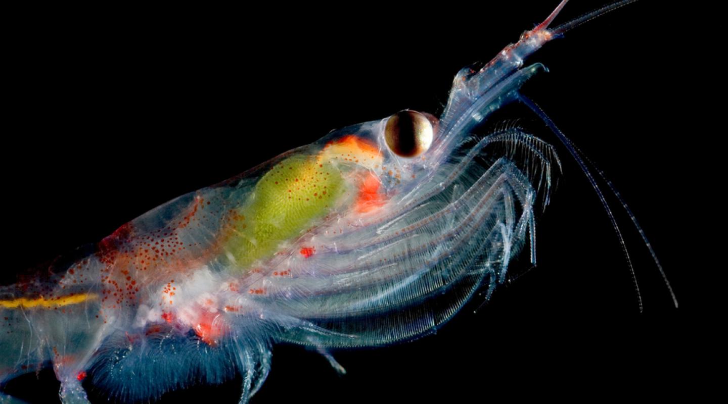 Top 10 facts about Antarctic krill | WWF