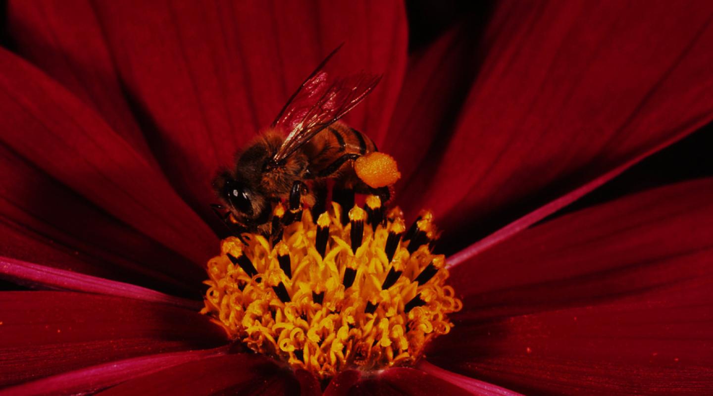 Learn these top 10 facts about bees | WWF