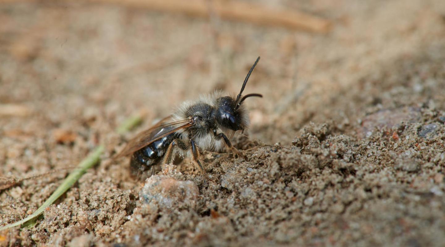 Learn these top 10 facts about bees | WWF