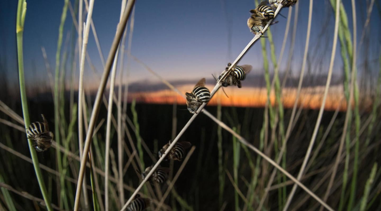 Learn these top 10 facts about bees | WWF