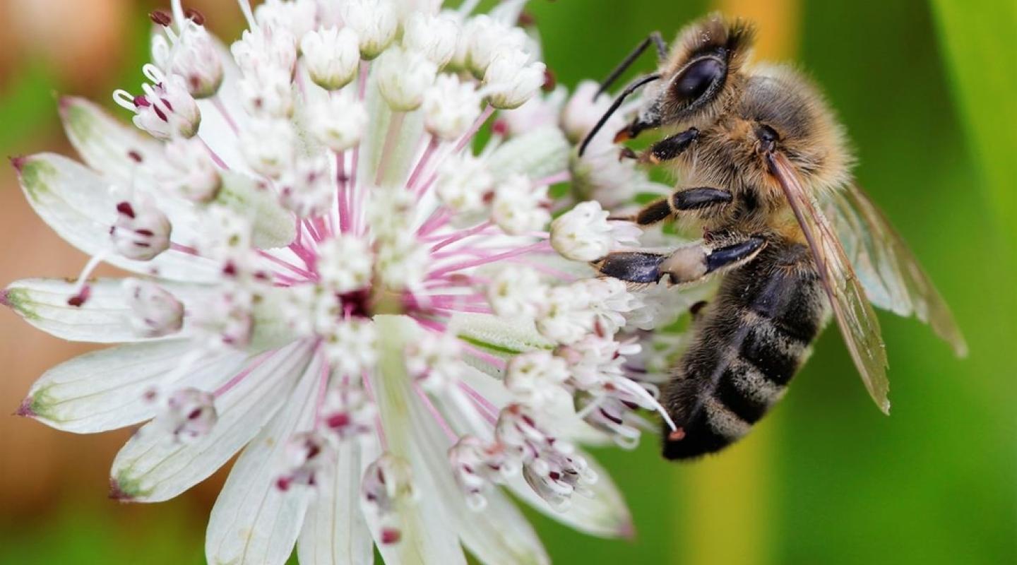 Learn these top 10 facts about bees | WWF