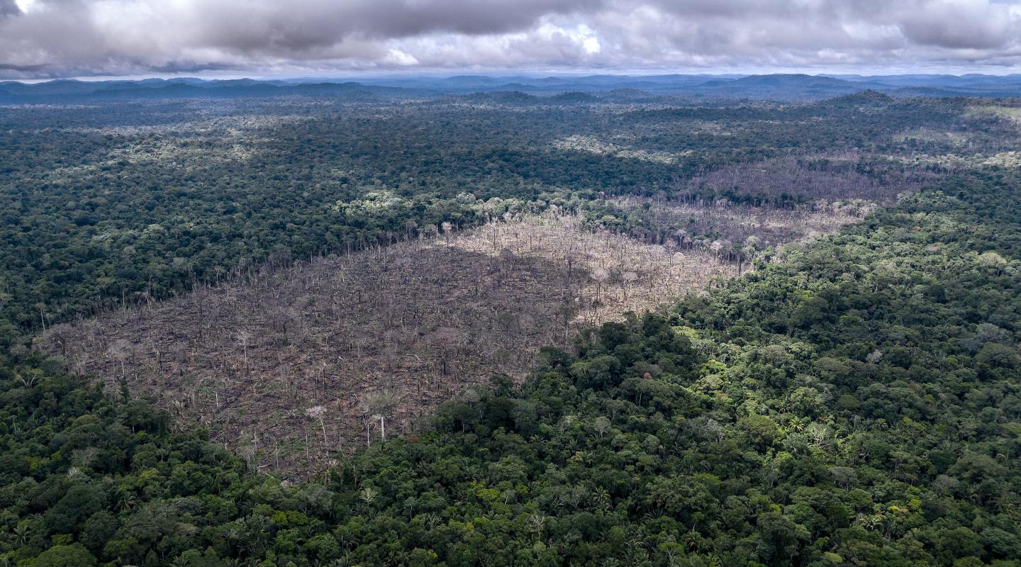 Here are our top facts about the Amazon | WWF