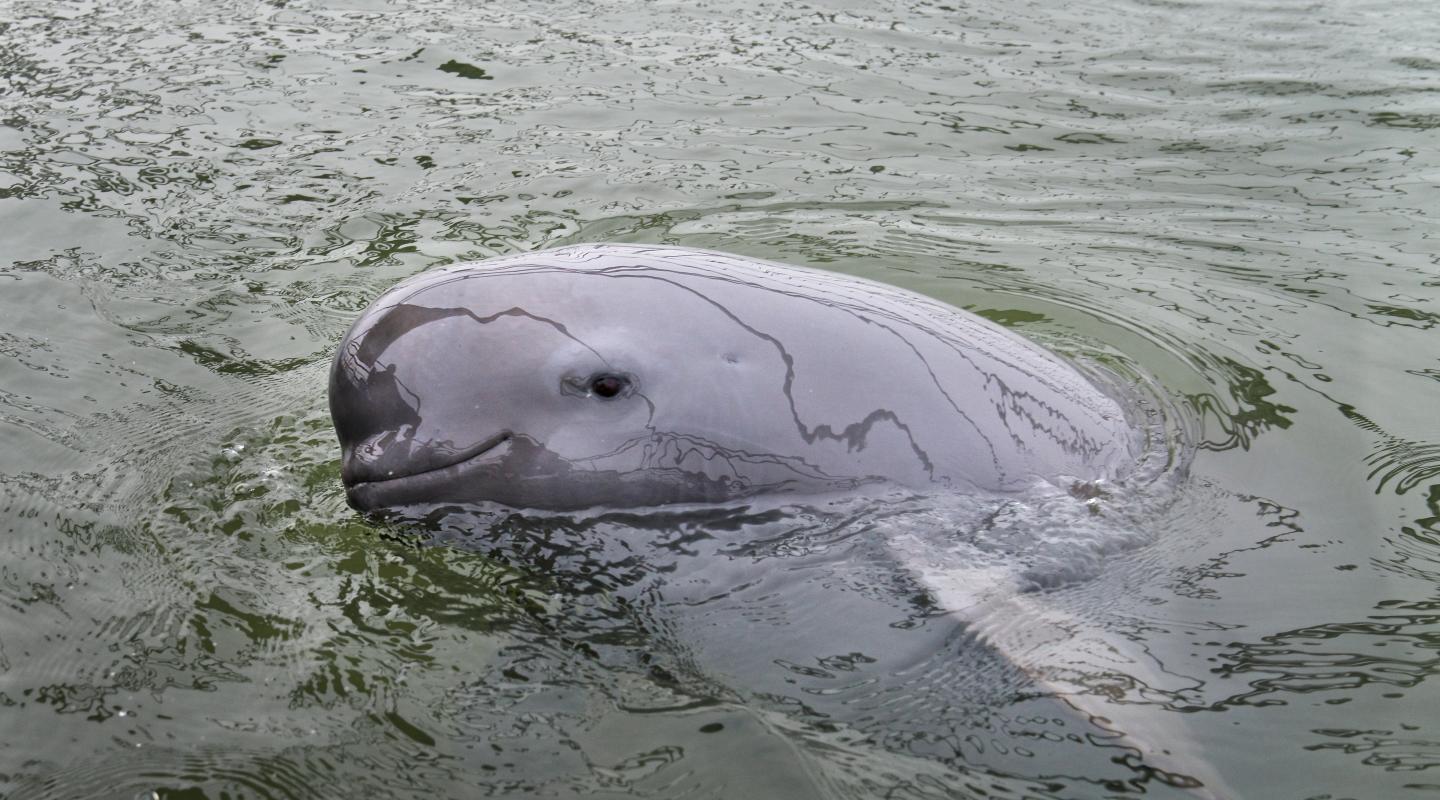 10 of the world's most endangered animals | WWF