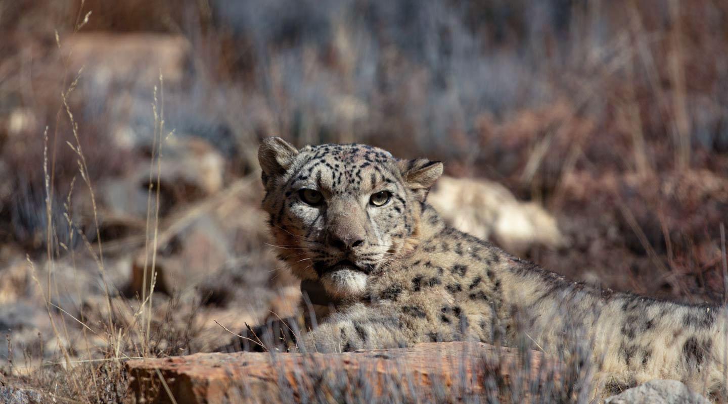 The diary of a snow leopard researcher | WWF