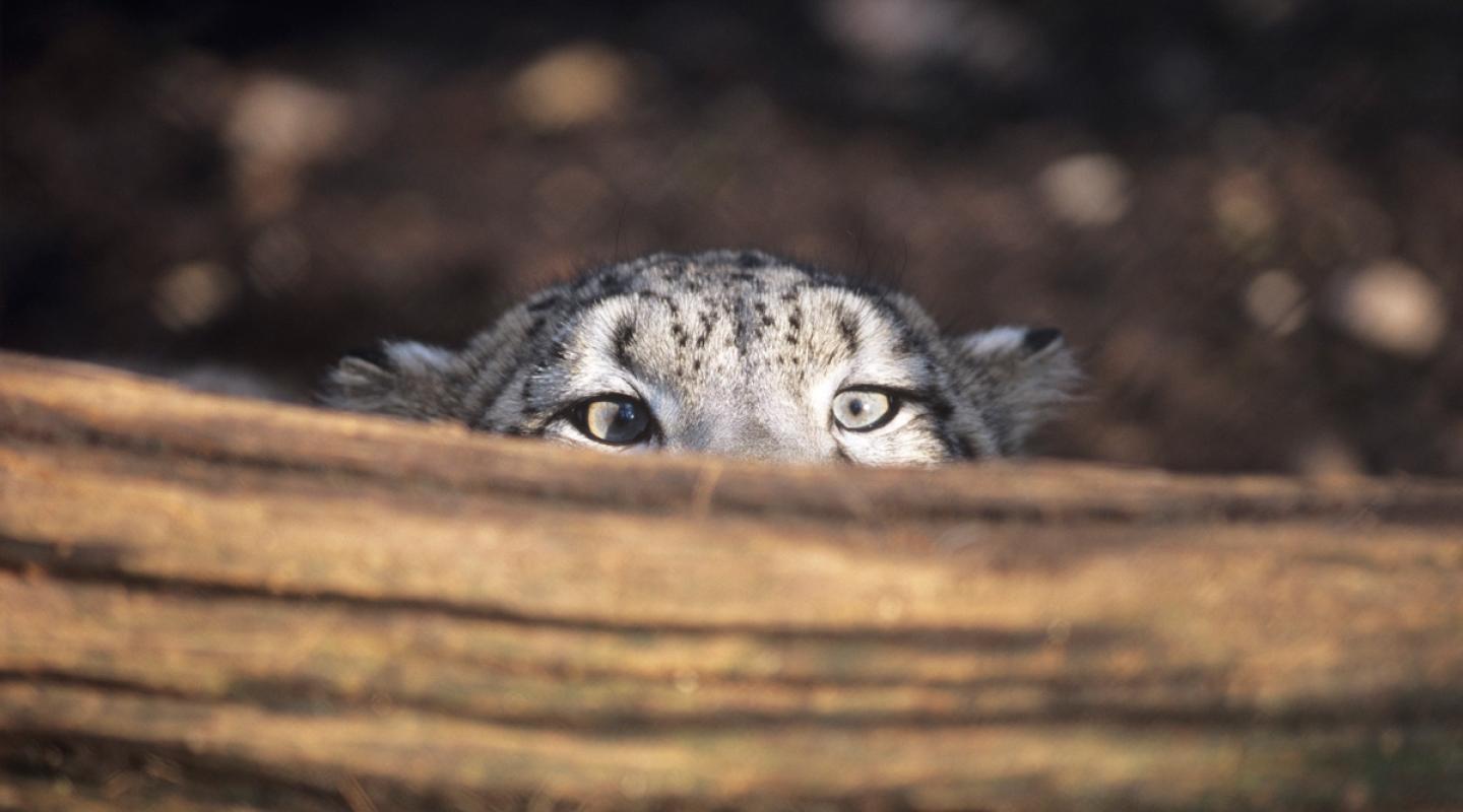 Top 10 facts about Snow Leopards | WWF