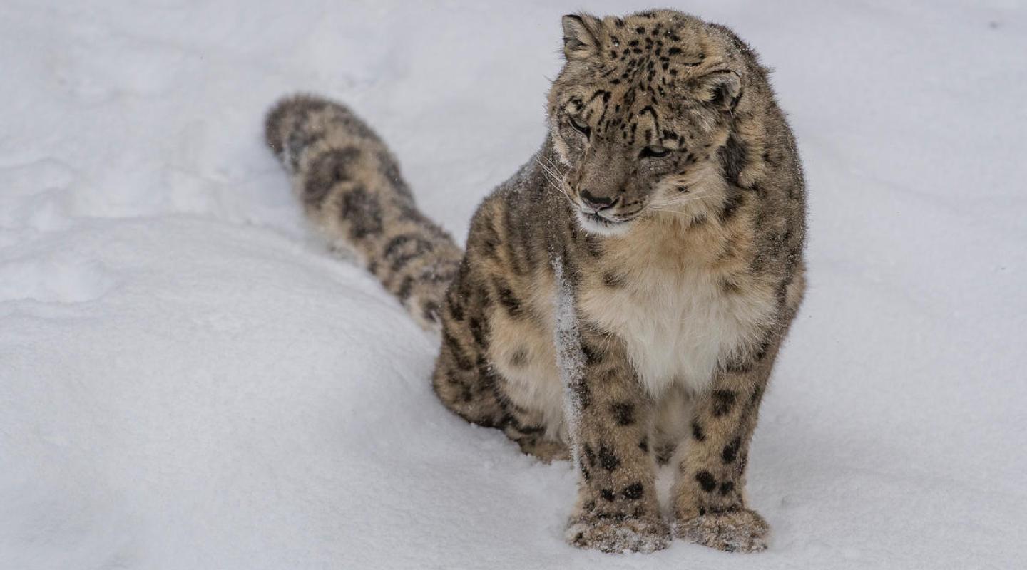 Top 10 facts about Snow Leopards | WWF
