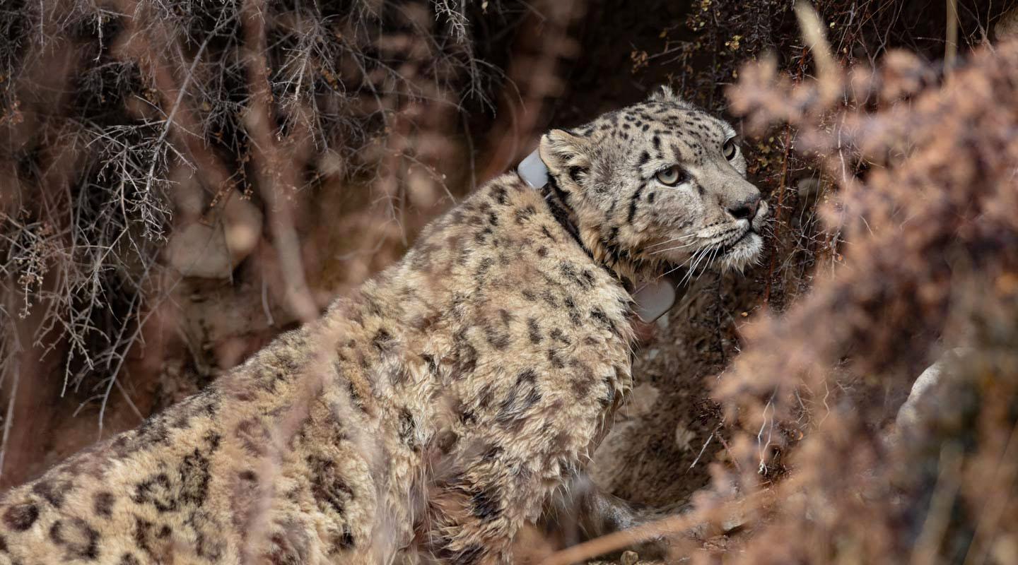 The diary of a snow leopard researcher | WWF
