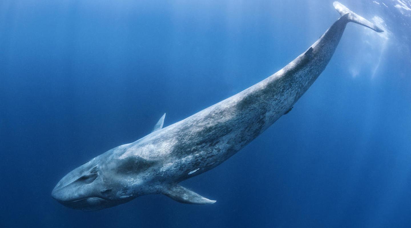 Top 10 facts about Antarctic krill | WWF