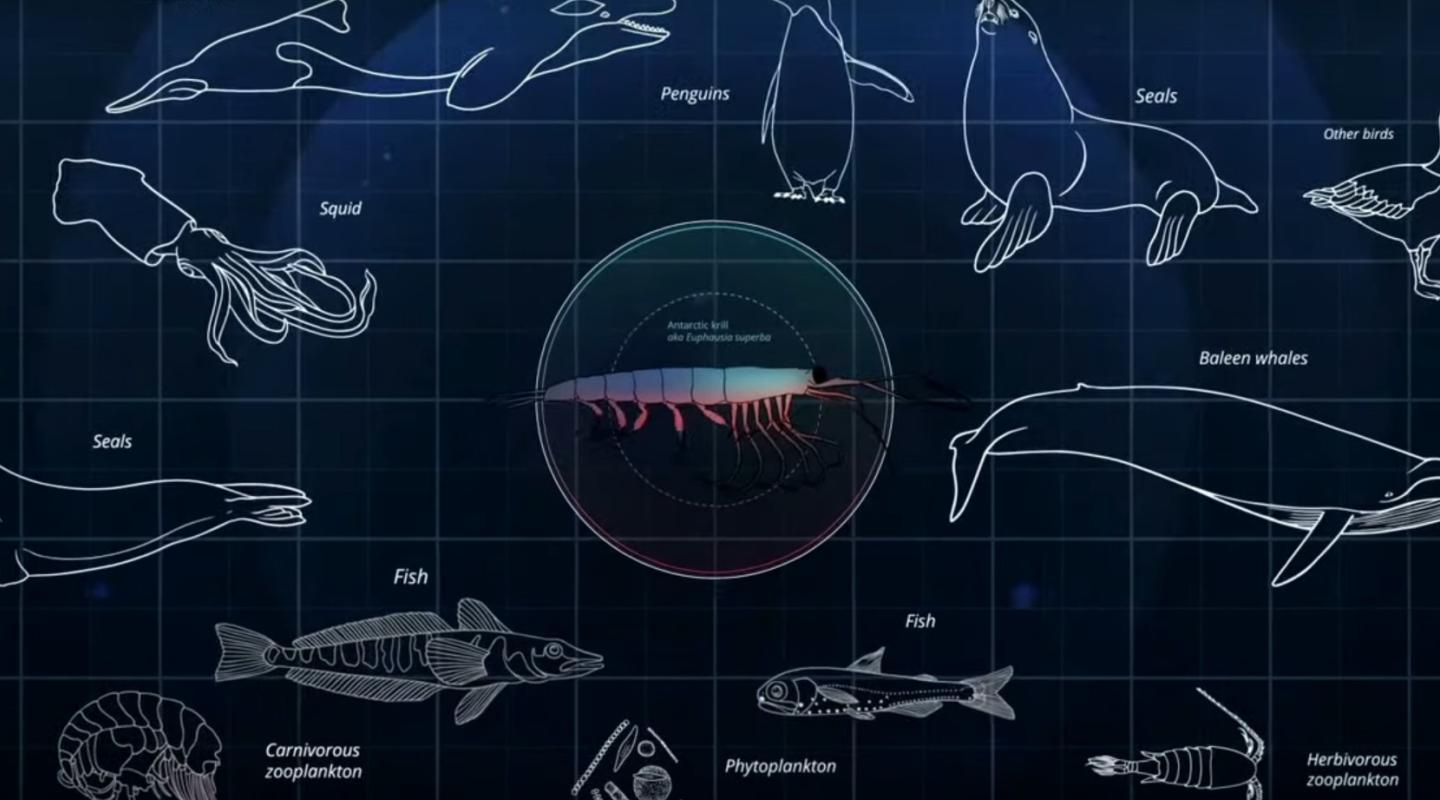 Top 10 facts about Antarctic krill | WWF