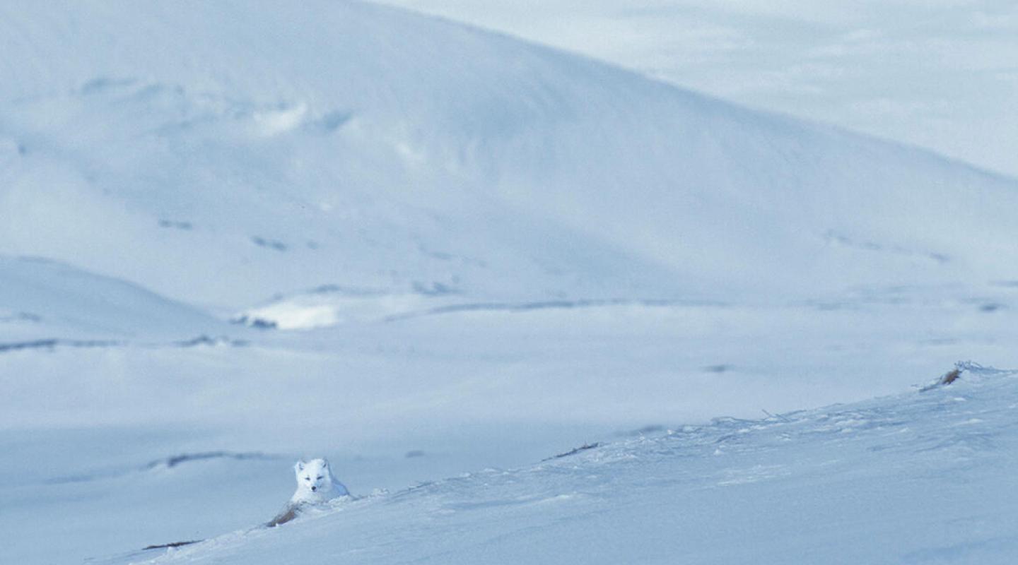 Top 10 facts about Arctic foxes | WWF