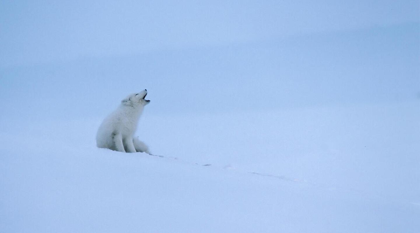 Top 10 facts about Arctic foxes | WWF
