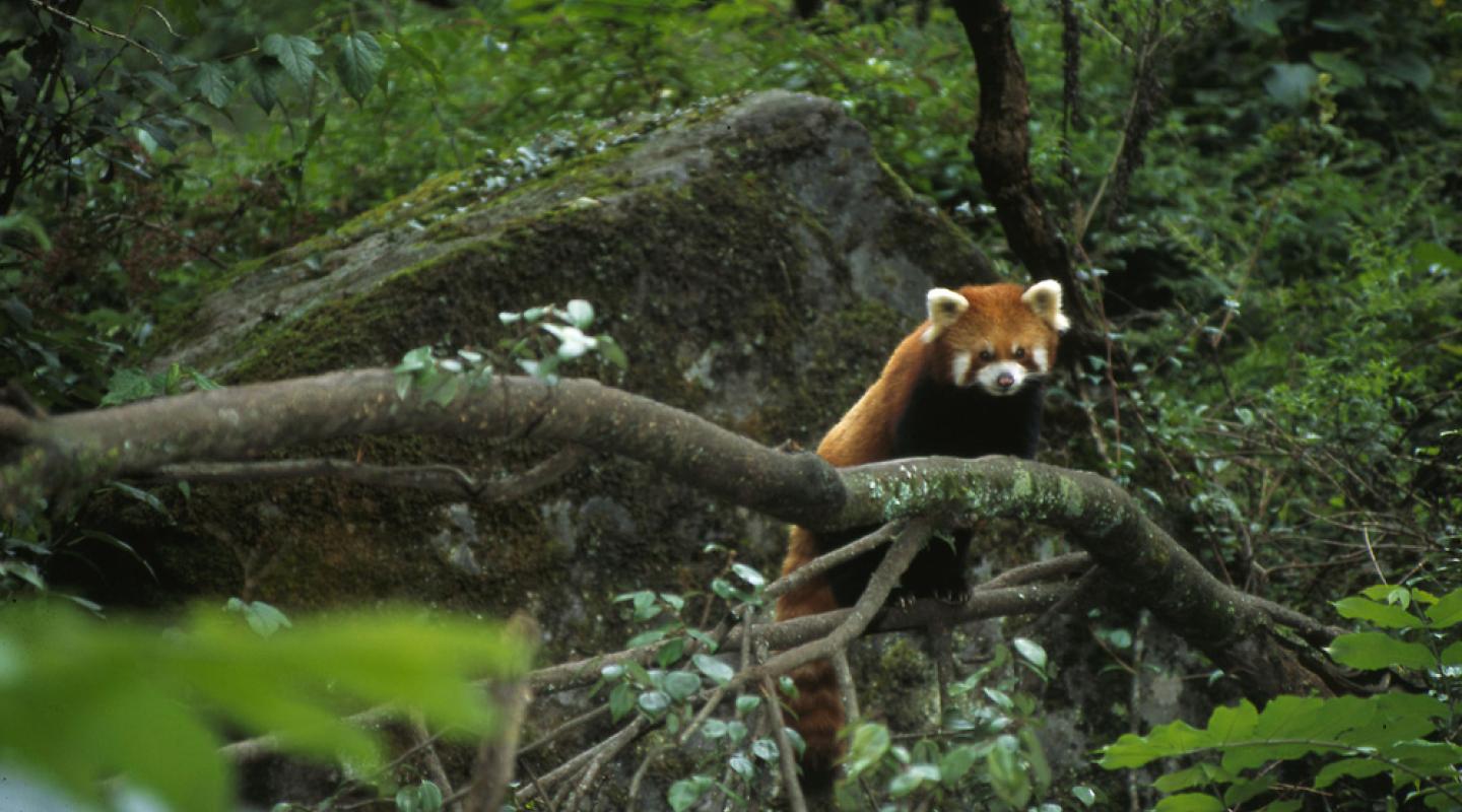Top 5 facts about Red Pandas | WWF