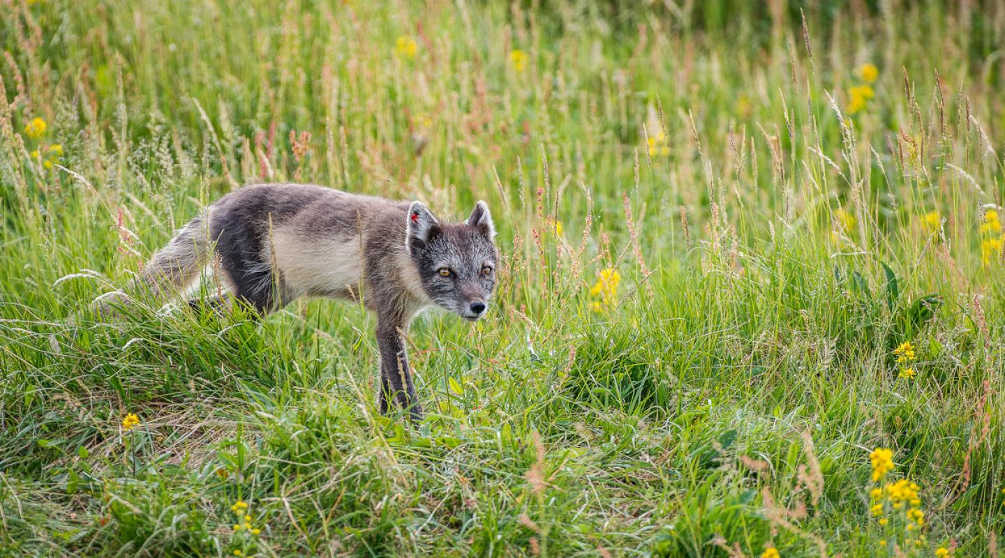 Top 10 facts about Arctic foxes | WWF