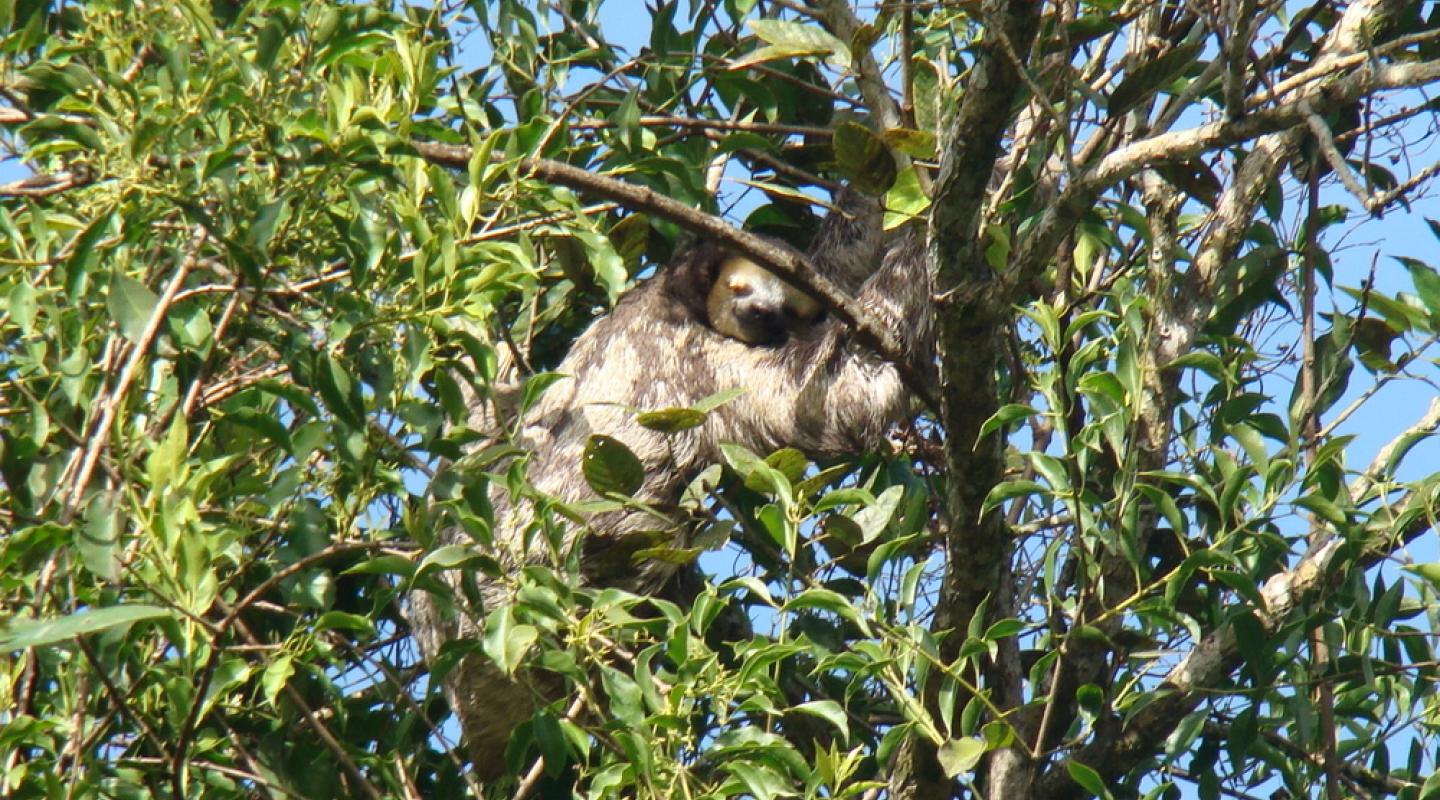 Top 10 facts about Sloths | WWF