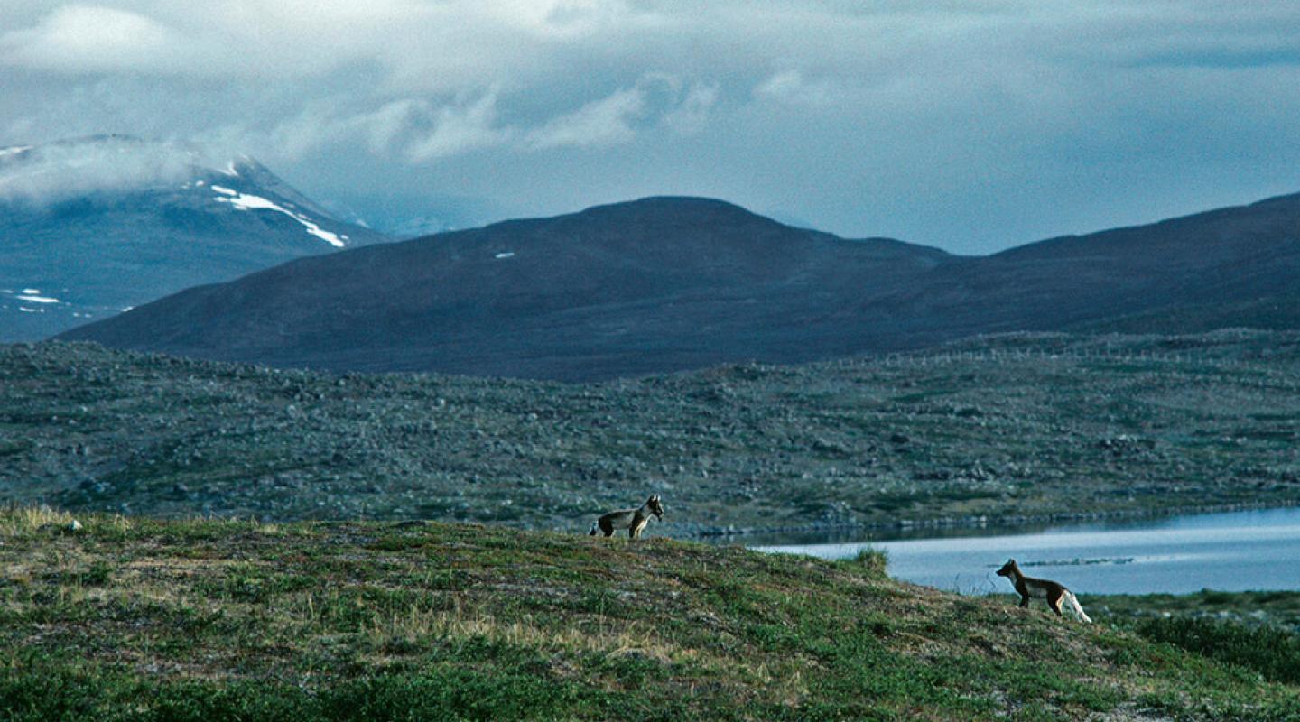 Top 10 facts about Arctic foxes | WWF