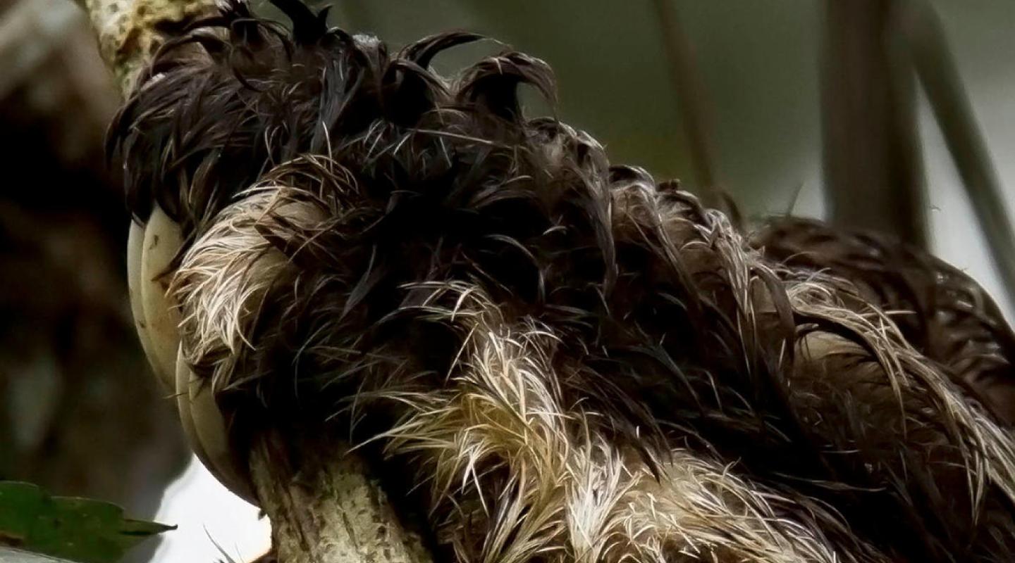 Top 10 facts about Sloths | WWF