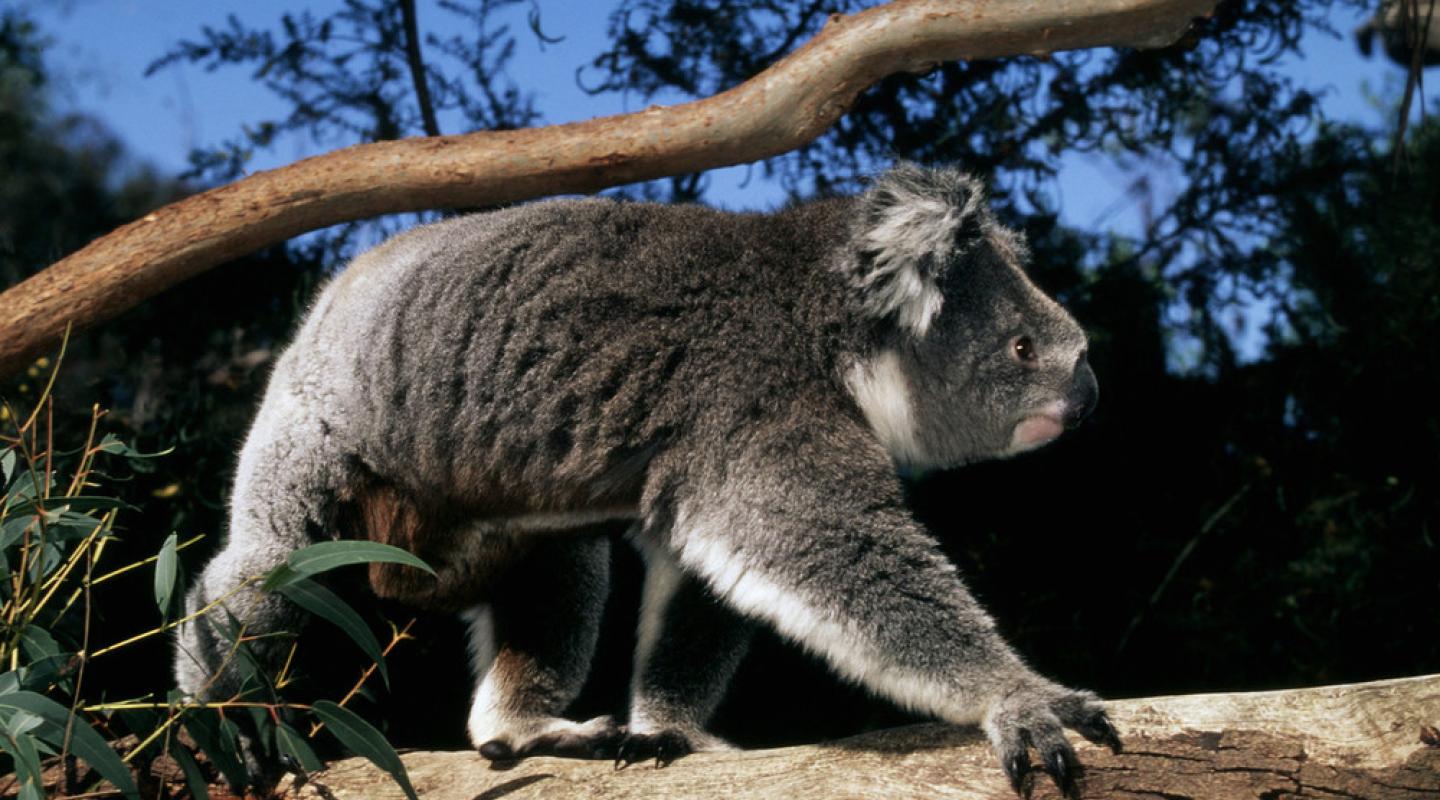 Top 10 facts about Koalas | WWF