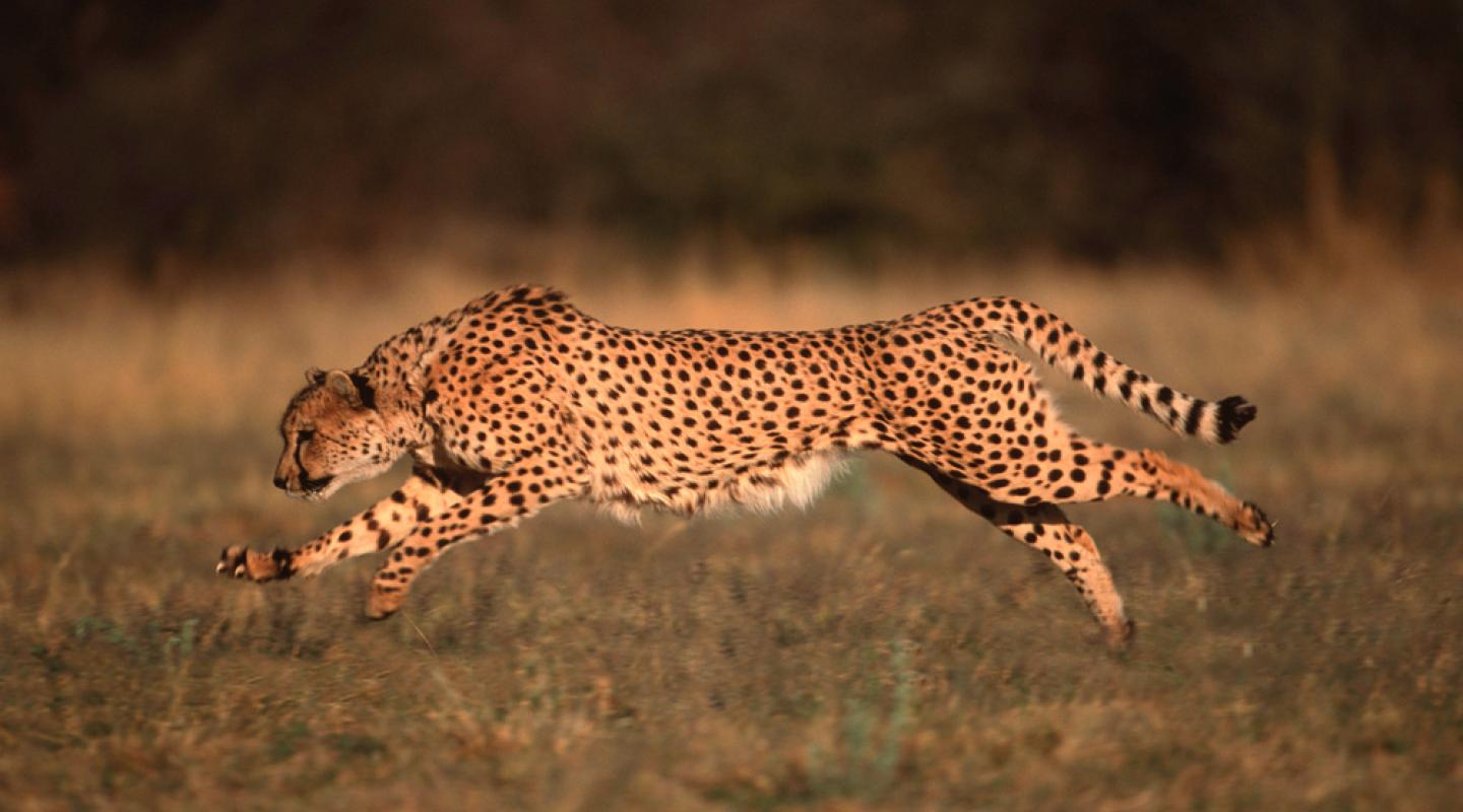 Top 5 facts about Cheetahs | WWF
