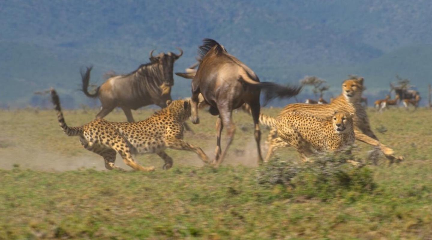 Top 5 facts about Cheetahs | WWF