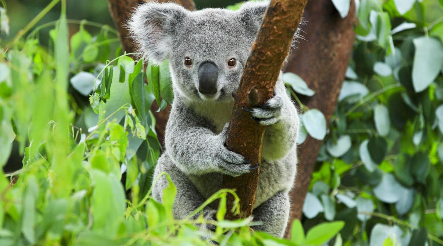 Top 10 facts about Koalas | WWF