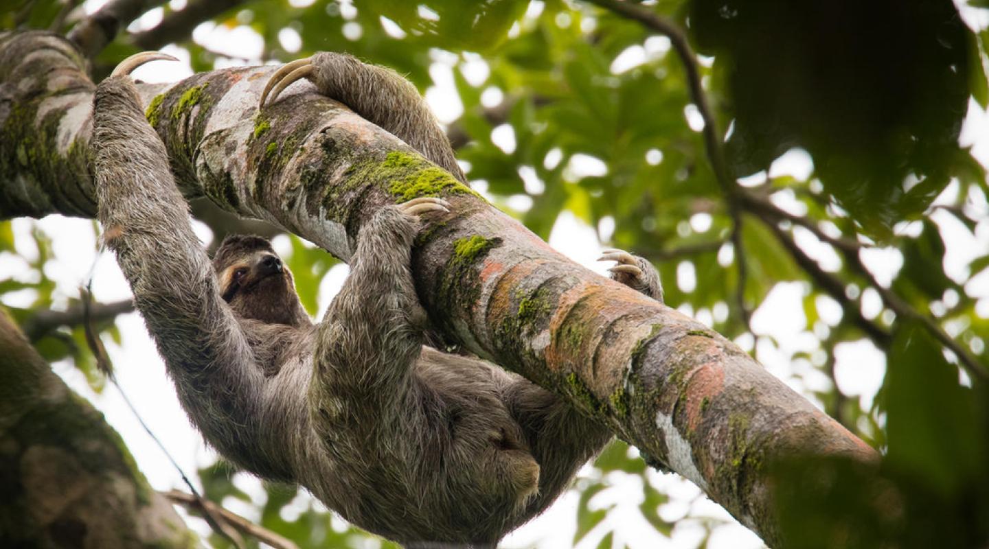 Top 10 facts about Sloths | WWF
