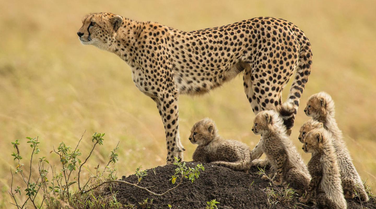 Top 5 facts about Cheetahs | WWF