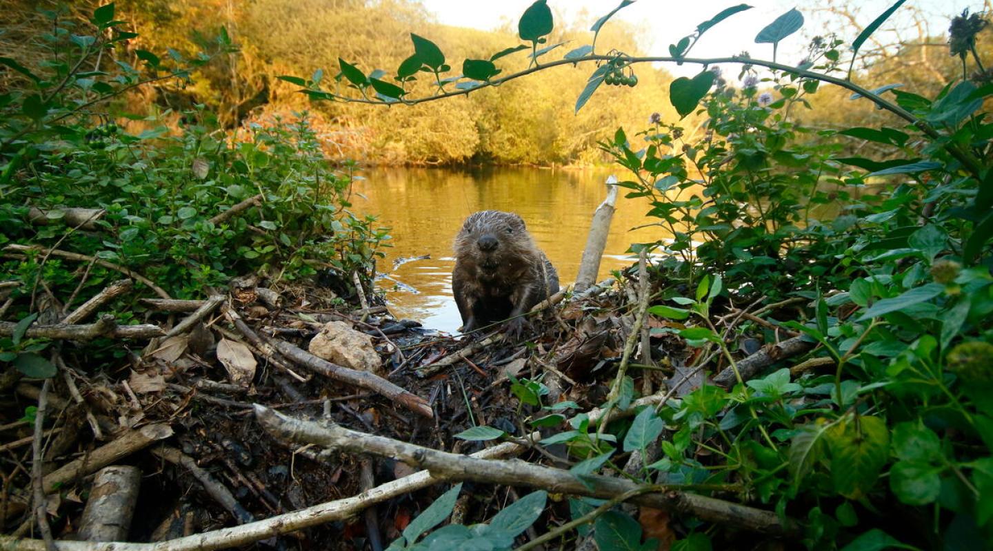 Top 10 facts about Beavers | WWF