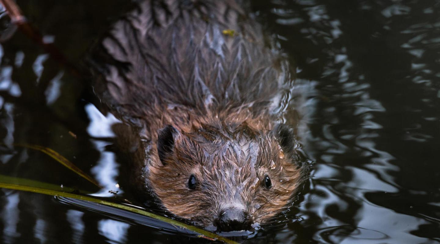 Top 10 facts about Beavers | WWF