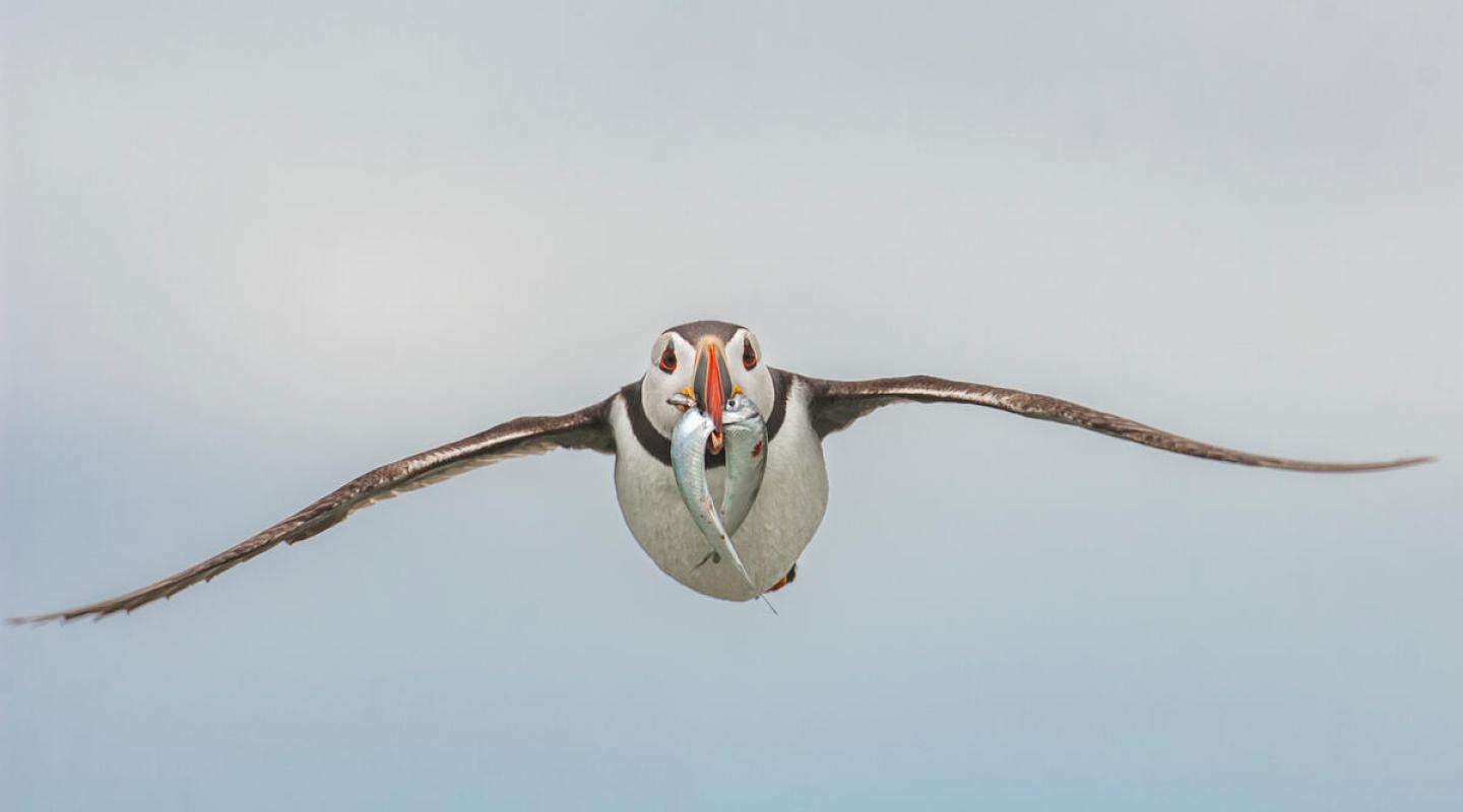 Top 10 facts about Puffins | WWF