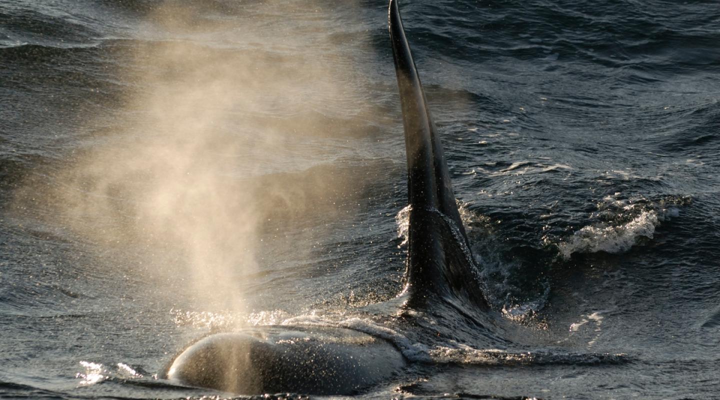 Top 10 facts about Orcas | WWF