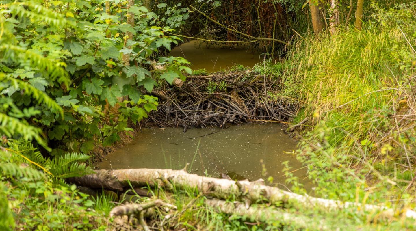 Top 10 facts about Beavers | WWF