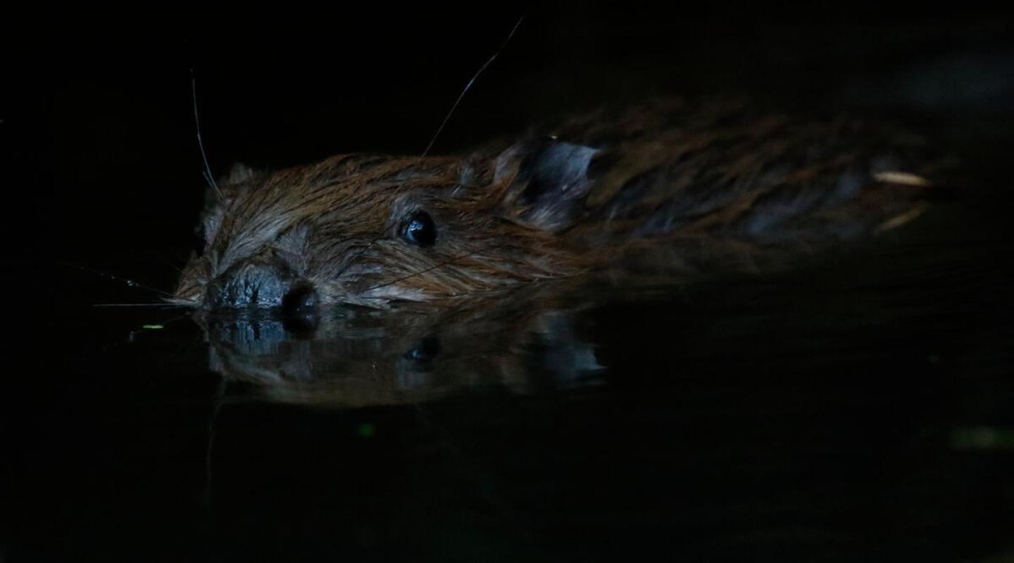 Top 10 facts about Beavers | WWF