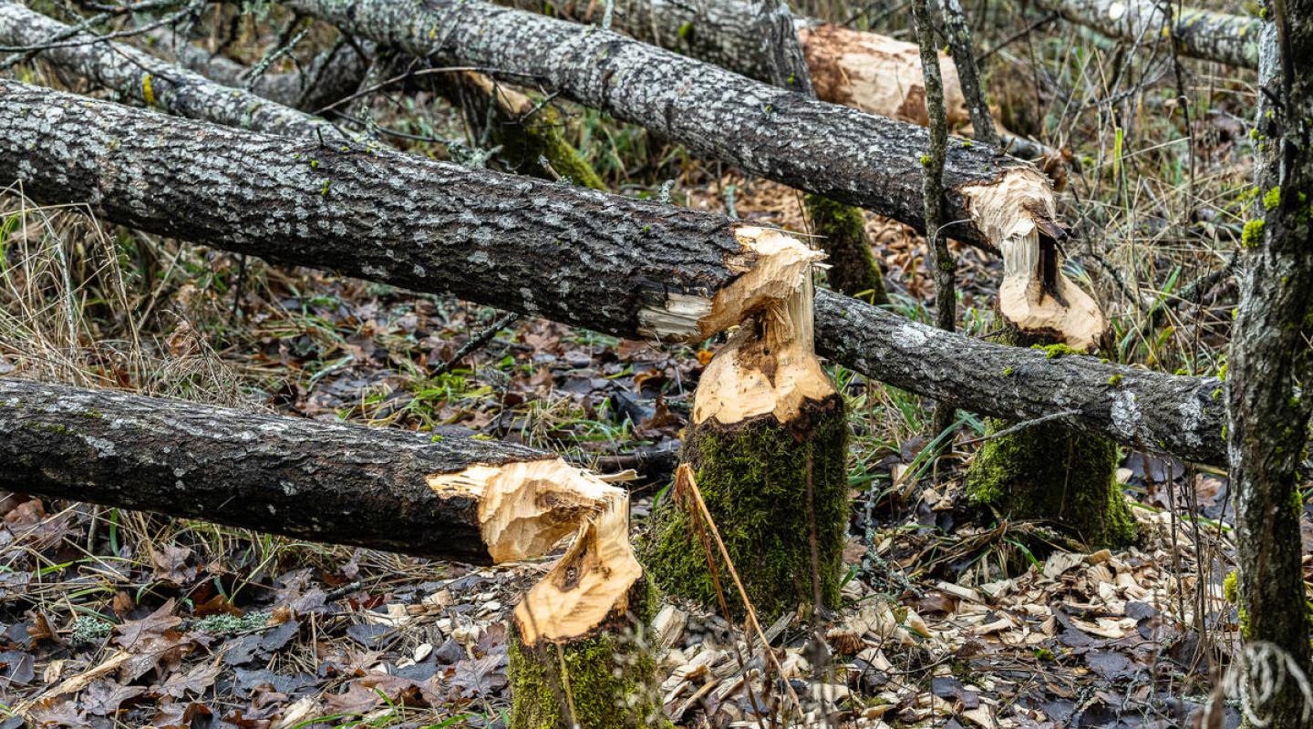 Top 10 facts about Beavers | WWF