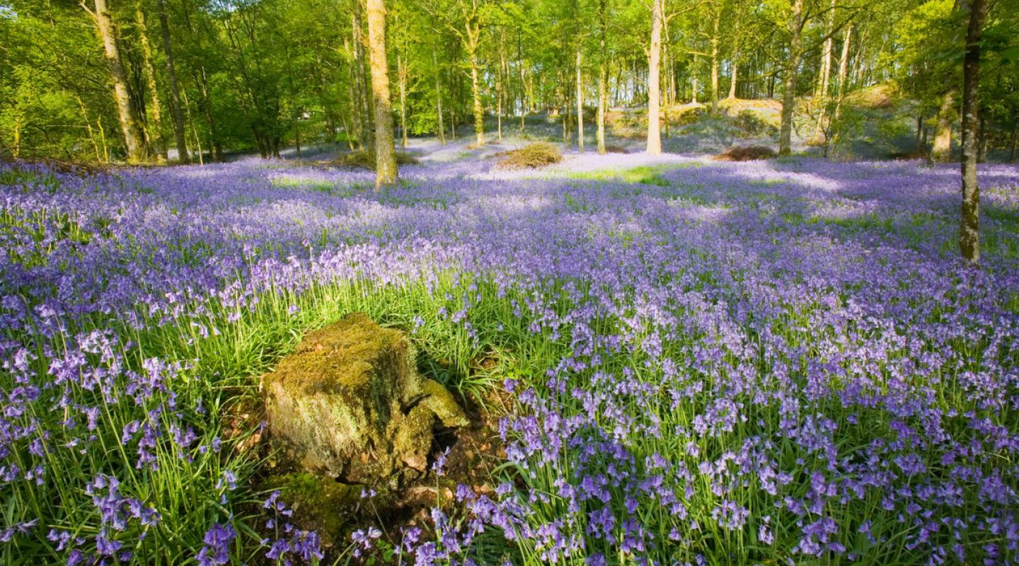 Top 5 facts about UK Woodlands | WWF