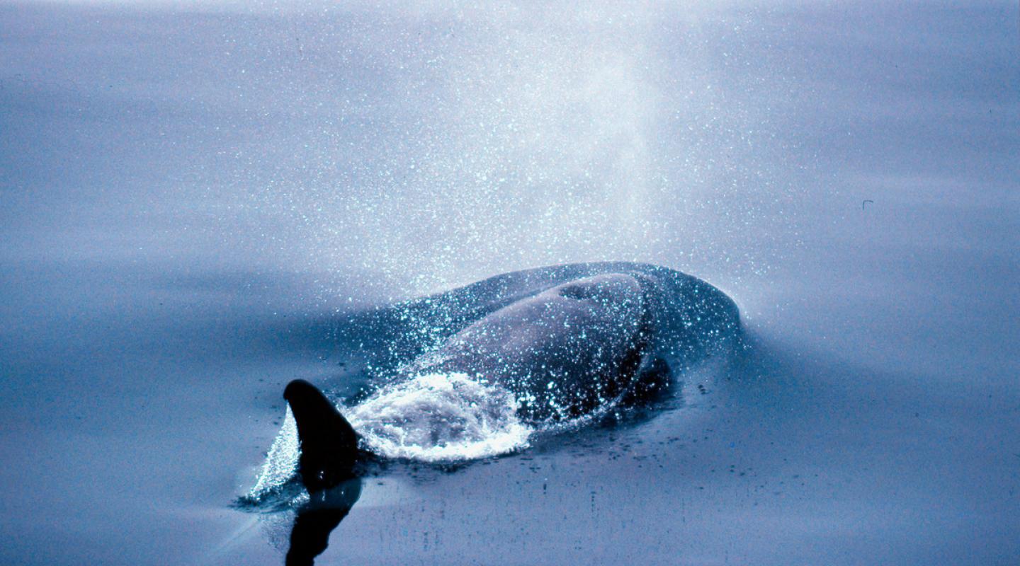 Top 10 facts about Orcas | WWF