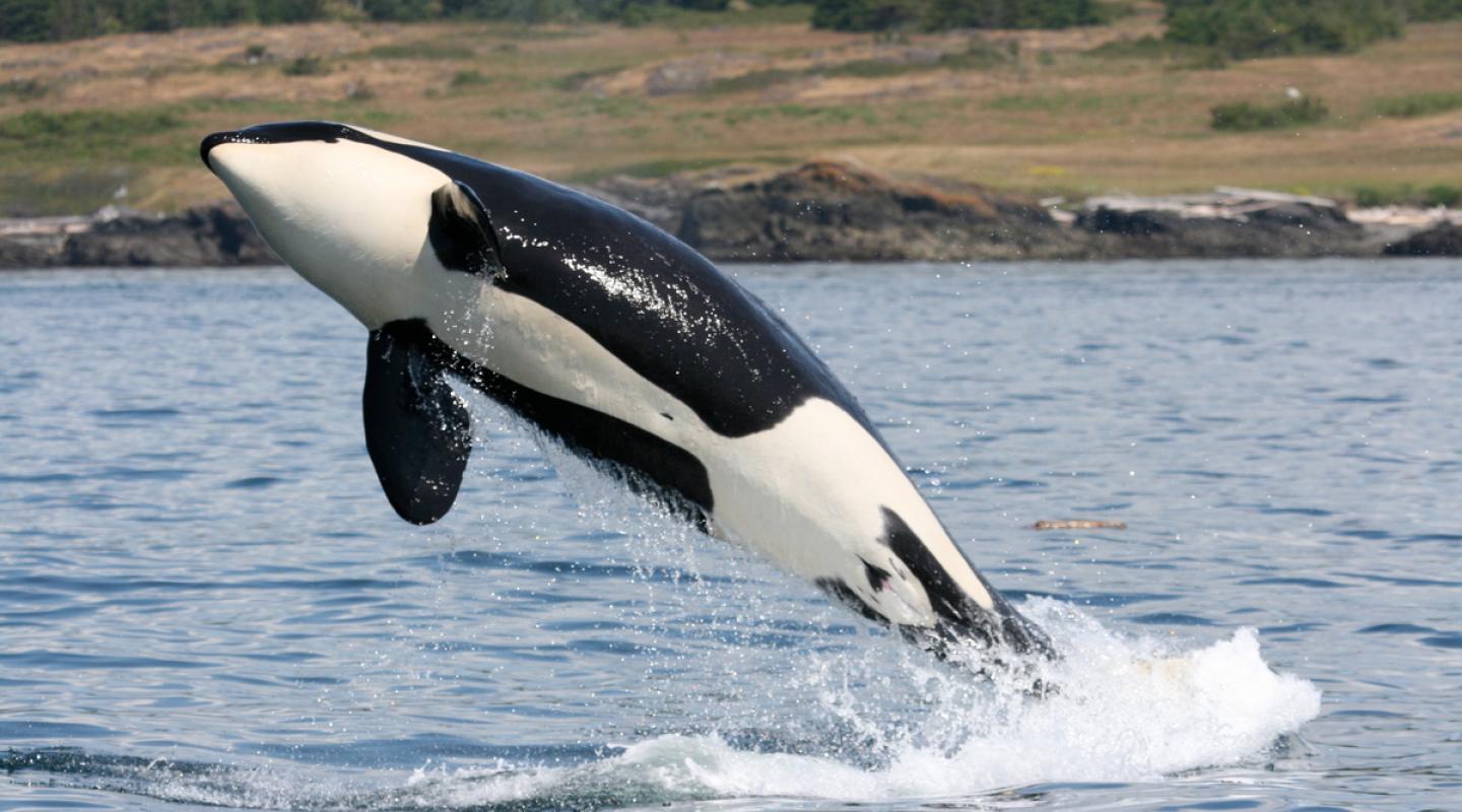 Top 10 facts about Orcas | WWF