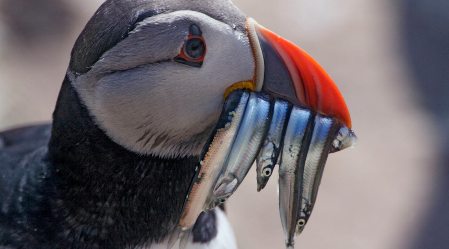 Top 10 facts about Puffins | WWF