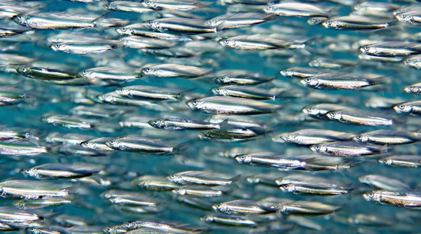 Top 10 facts about Puffins | WWF