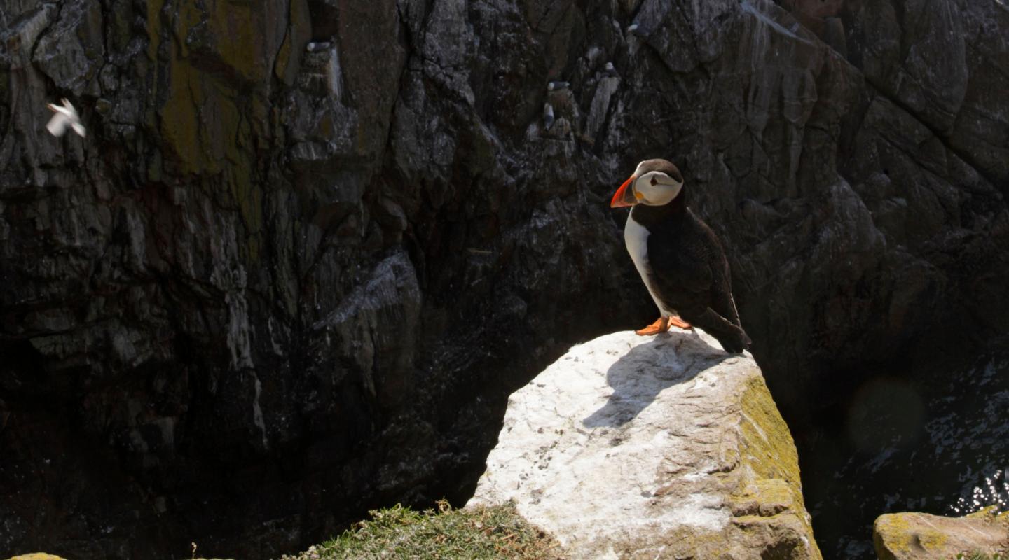 Top 10 facts about Puffins | WWF