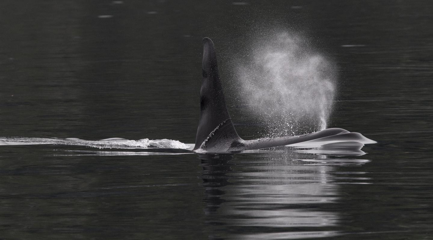 Top 10 facts about Orcas | WWF