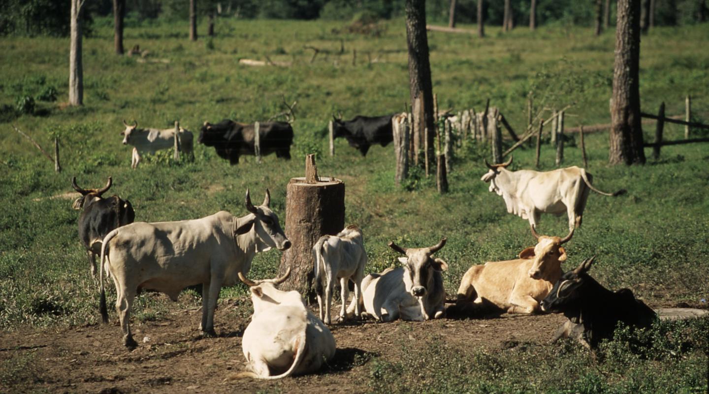 Top 10 facts about Forests | WWF