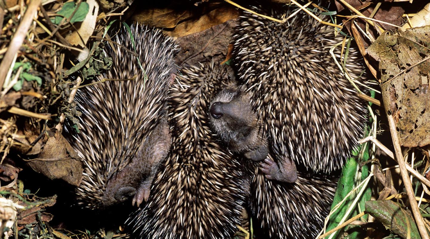 Top 10 facts about Hedgehogs | WWF