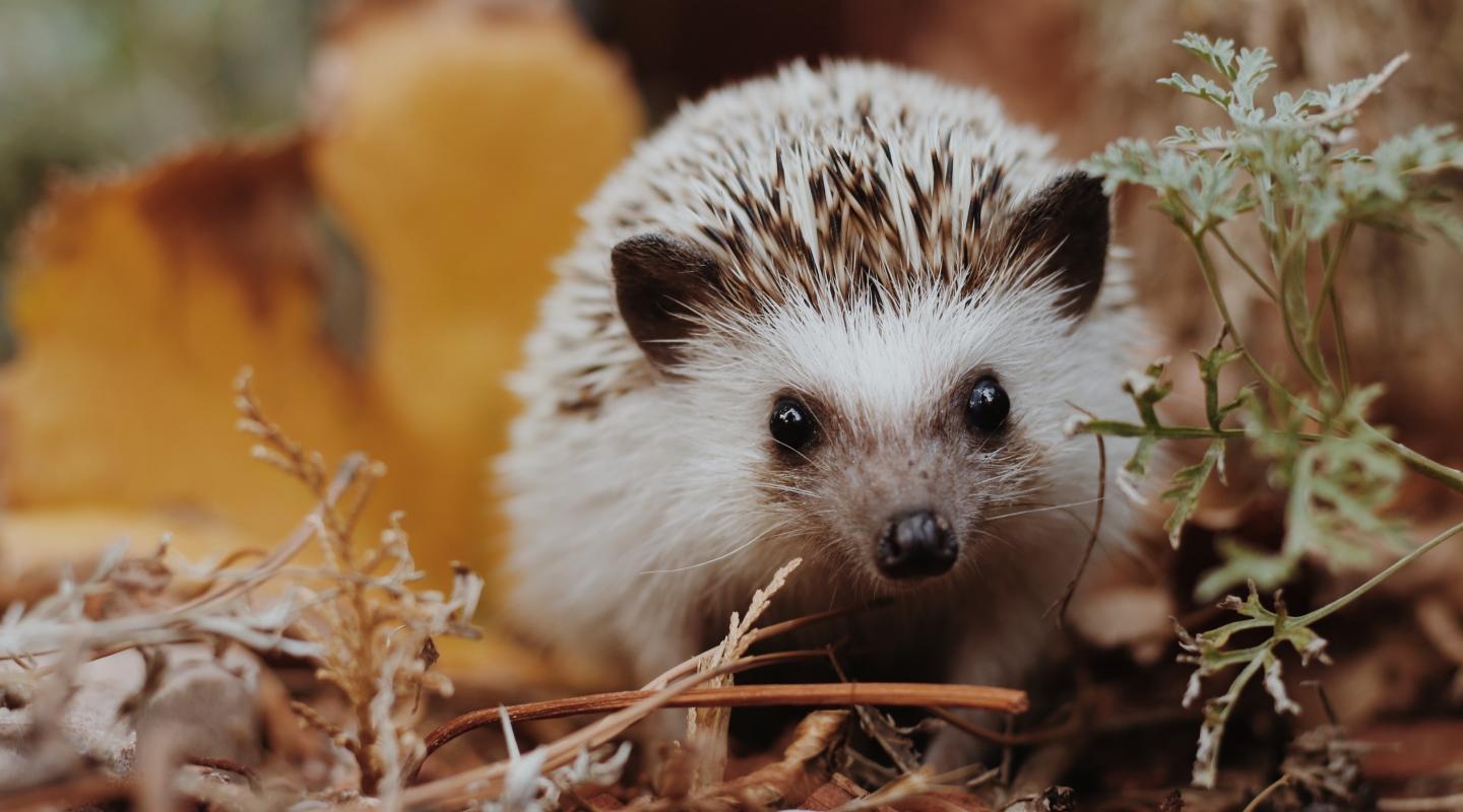 Top 10 facts about Hedgehogs | WWF