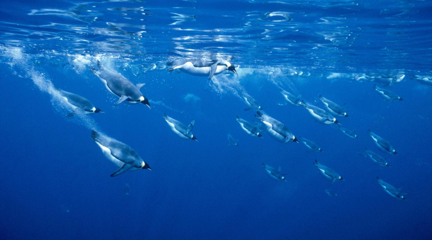 Record breaking animals | WWF
