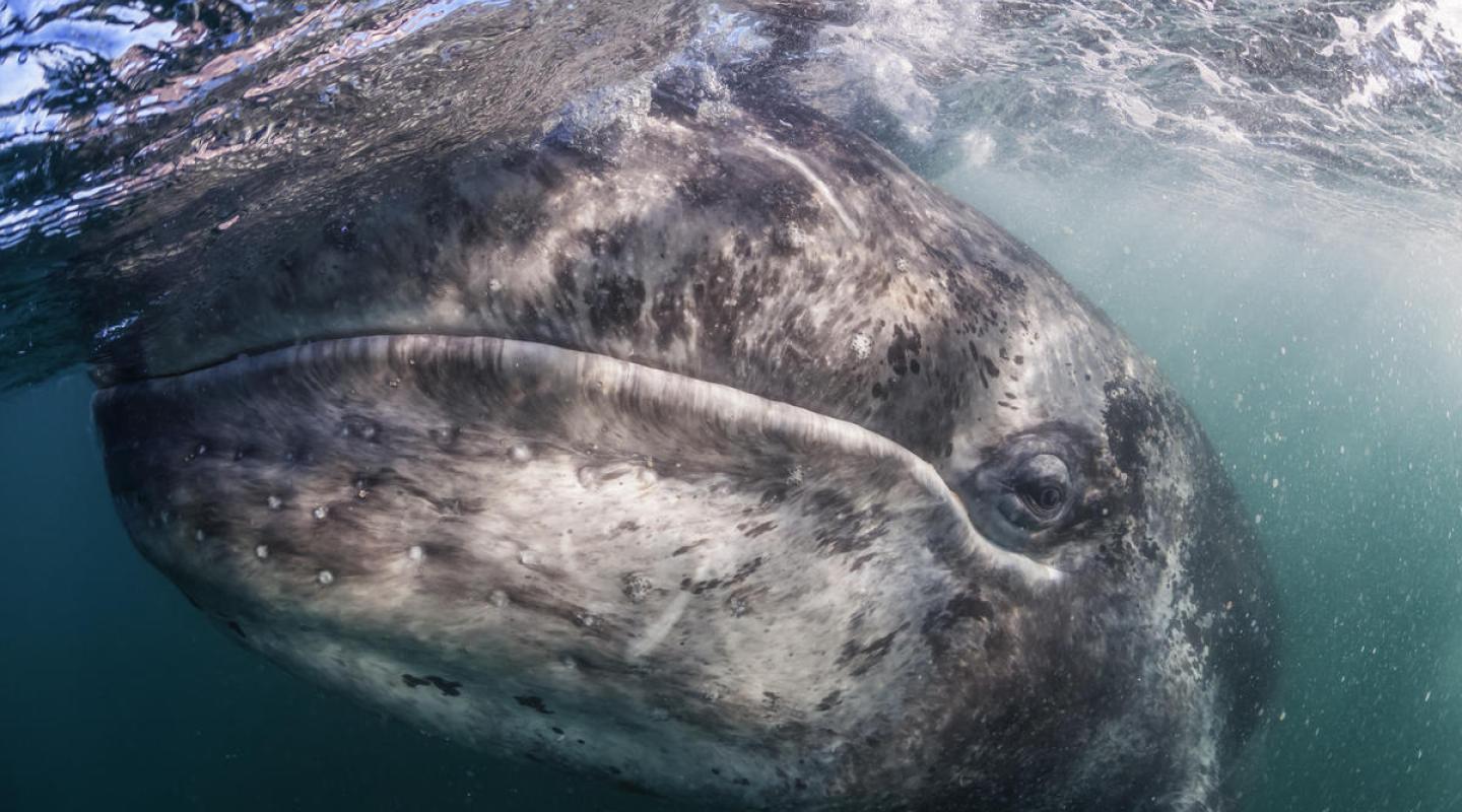 Record breaking animals | WWF