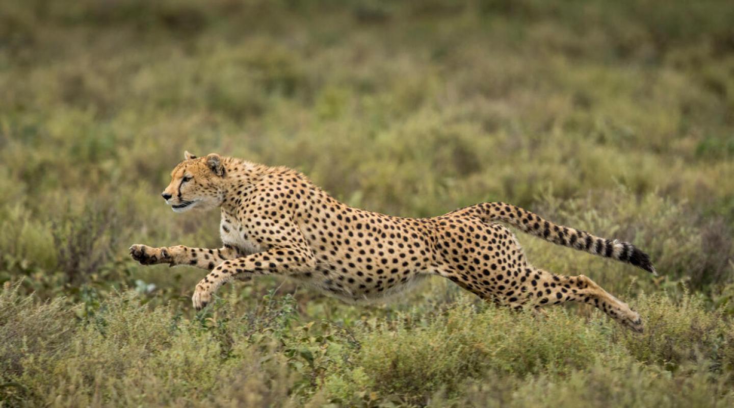 Record breaking animals | WWF