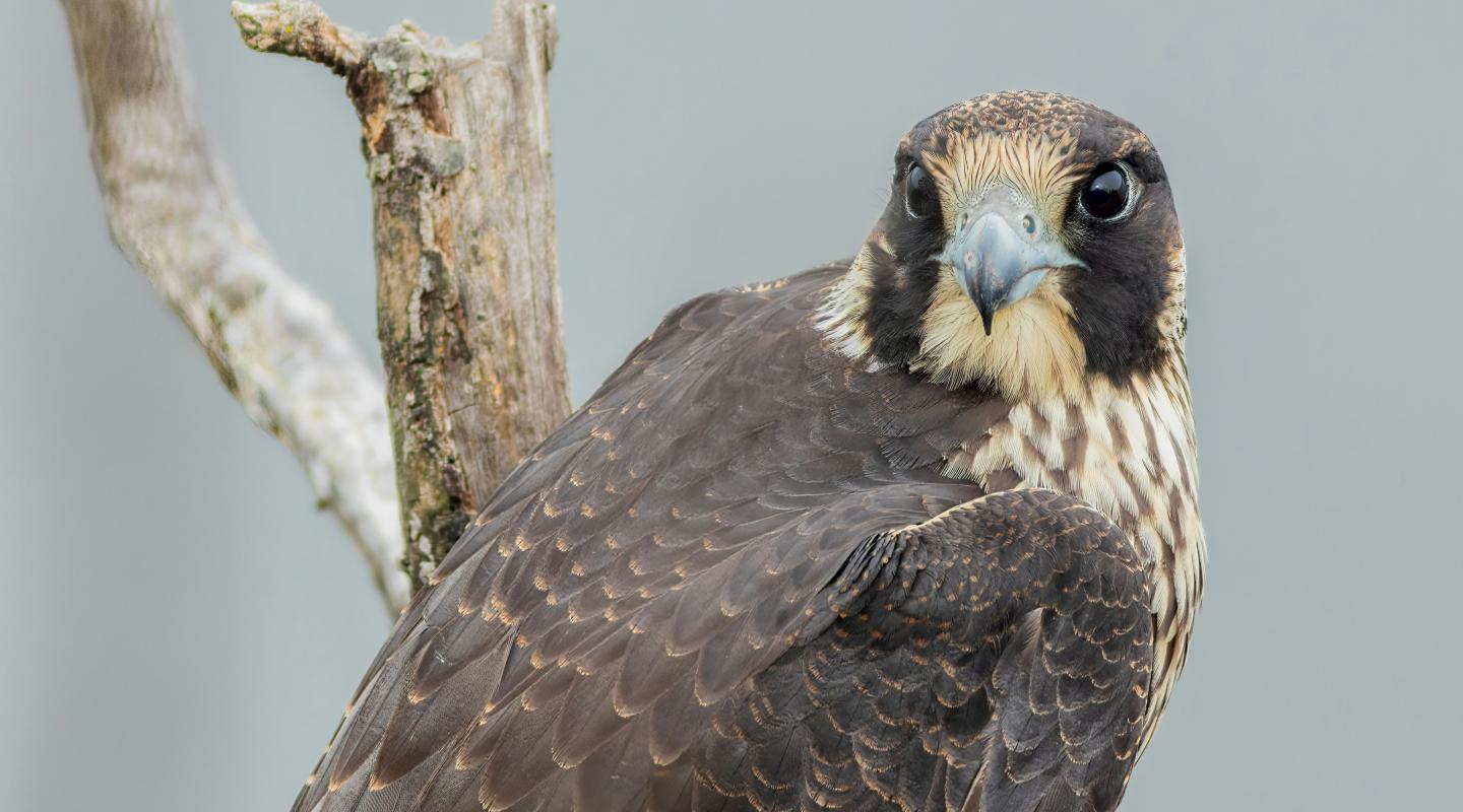 Record breaking animals | WWF