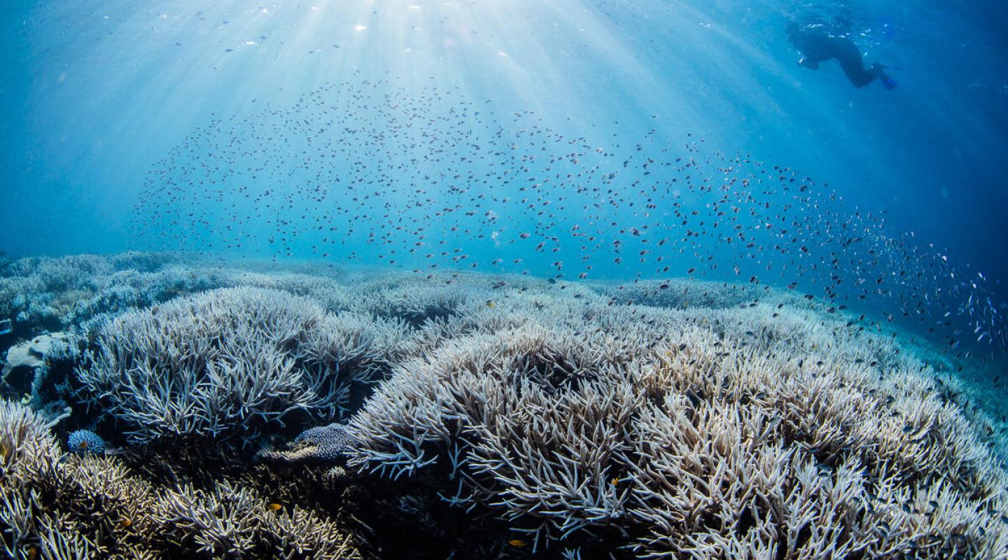 Top 10 facts about Oceans | WWF