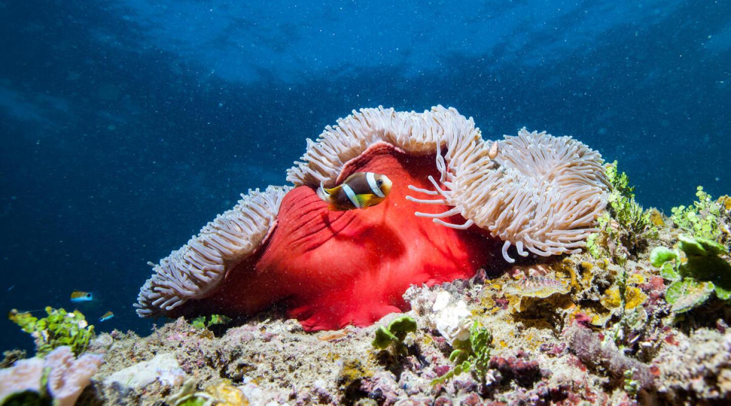 Top 10 facts about Oceans | WWF